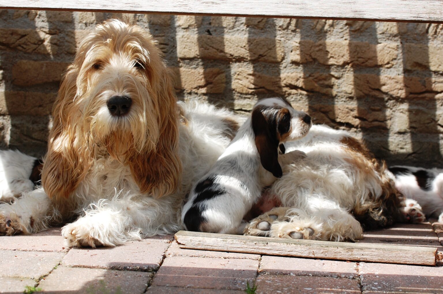 Du Greffier du Roi – Grand Basset Griffon Vendéen & Dwergschnauzers